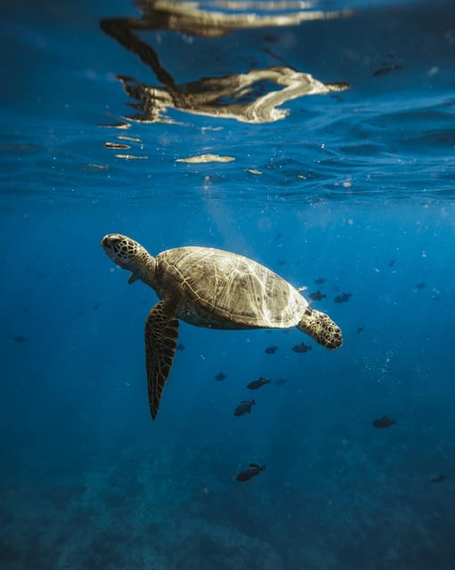 Waikiki: Sea Turtle Snorkeling, Small Group Boat Tour - The Itinerary in Detail