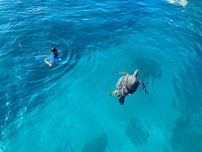 Waikiki: Sea Turtle Snorkeling, Small Group Boat Tour - Whats Included and Whats Not