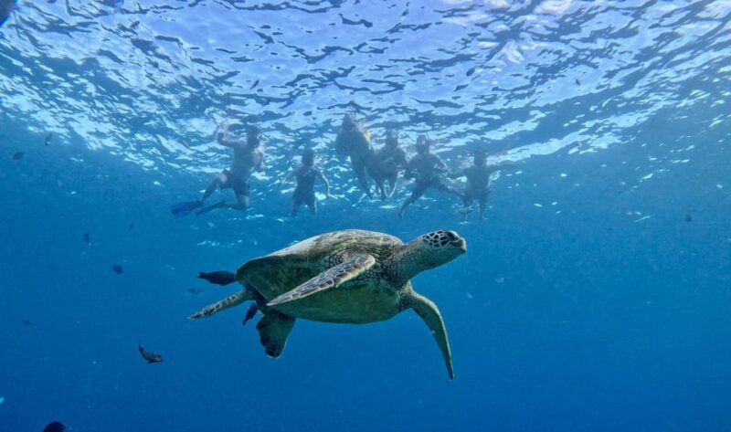 Waikiki: Sea Turtle Snorkeling, Small Group Boat Tour - FAQ