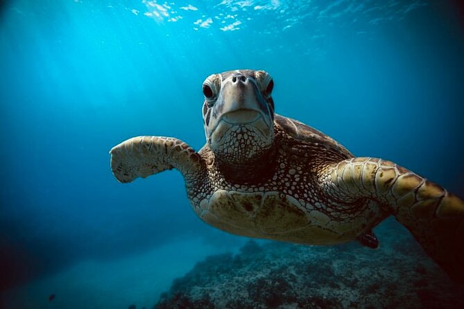 Waikiki small group turtle snorkeling & sailing - Snorkeling and Marine Encounters