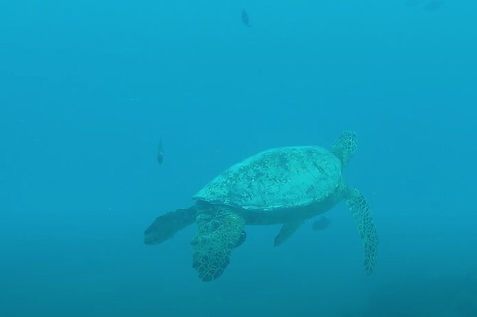 Waikiki Snorkel Tour - Final Thoughts