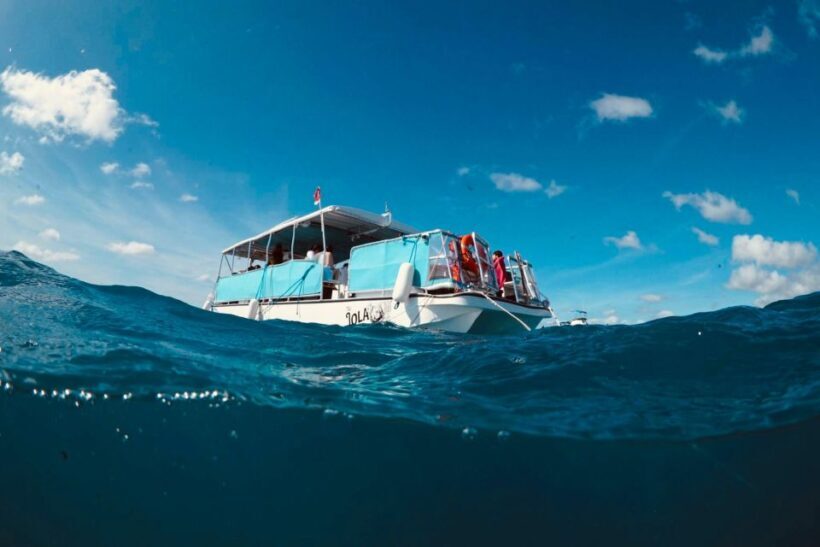 Waikiki: Snorkel Tour with Hawaiian Green Sea Turtles - Key Points