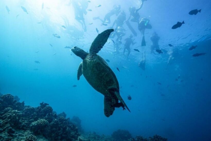 Waikiki: Snorkel Tour with Hawaiian Green Sea Turtles - Introduction: Getting Up Close with Hawaii’s Marine Life