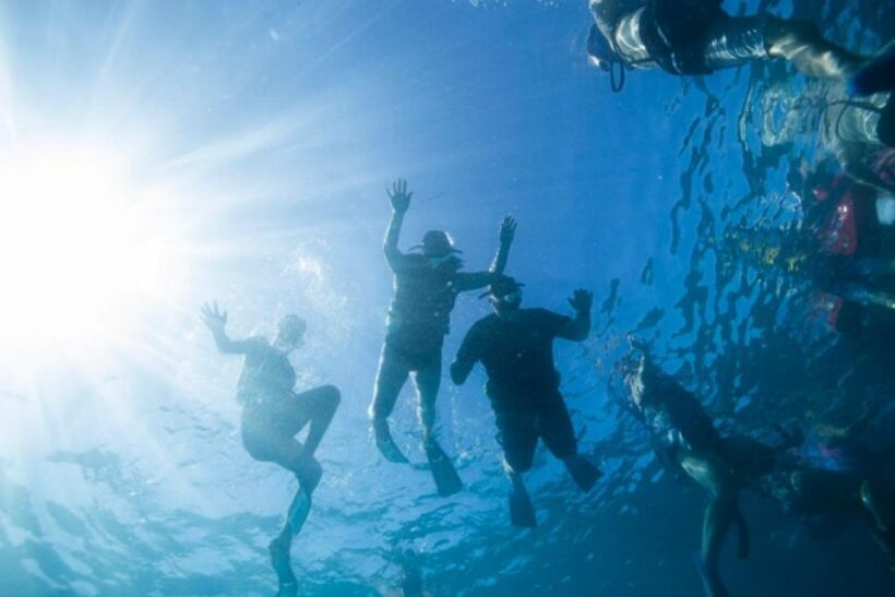 Waikiki: Snorkel Tour with Hawaiian Green Sea Turtles - The Value of the Experience