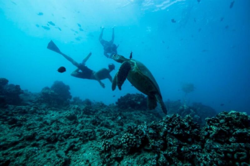 Waikiki: Snorkel Tour with Hawaiian Green Sea Turtles - Who Will Love This Tour?