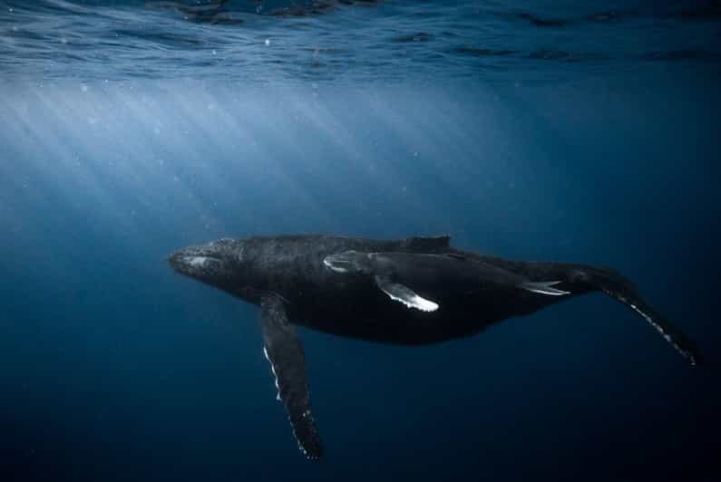 Waikiki: Sunset Snorkeling Adventure - Final Thoughts