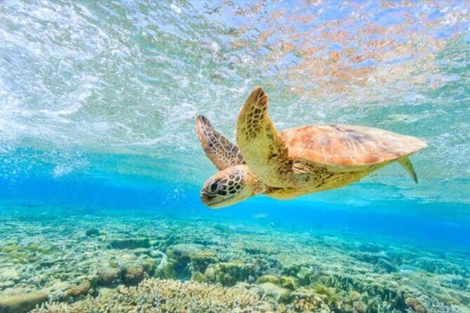 Waikiki Turtle Canyon Snorkeling and Swim Tour - An Honest Look at the Waikiki Turtle Canyon Snorkeling Tour