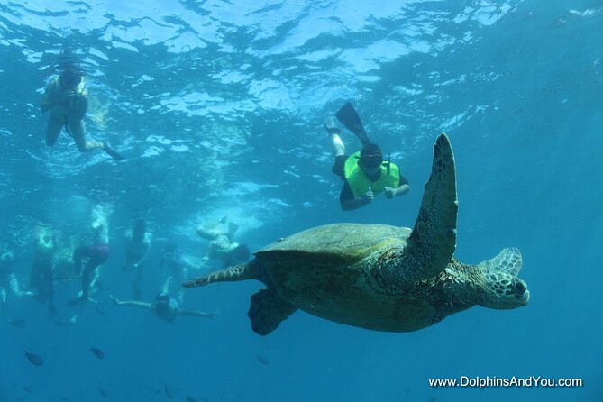 Waikiki Turtle Canyon Snorkeling With Lunch and Hula Show - Lunch Options and Dining Experience