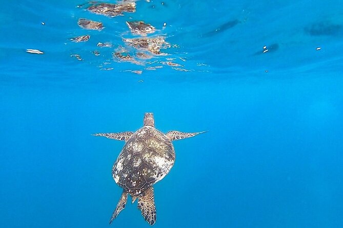 Waikiki Turtle Snorkel & Sail combo on Hawea Catamaran - Who is this tour best suited for?