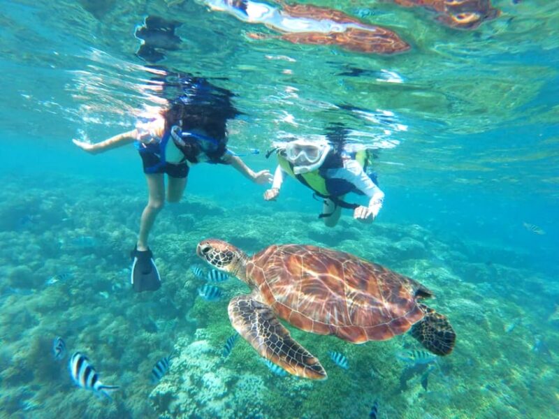 Waikiki: Turtle Snorkeling Cruise with 20ft Jumping Platform - FAQs