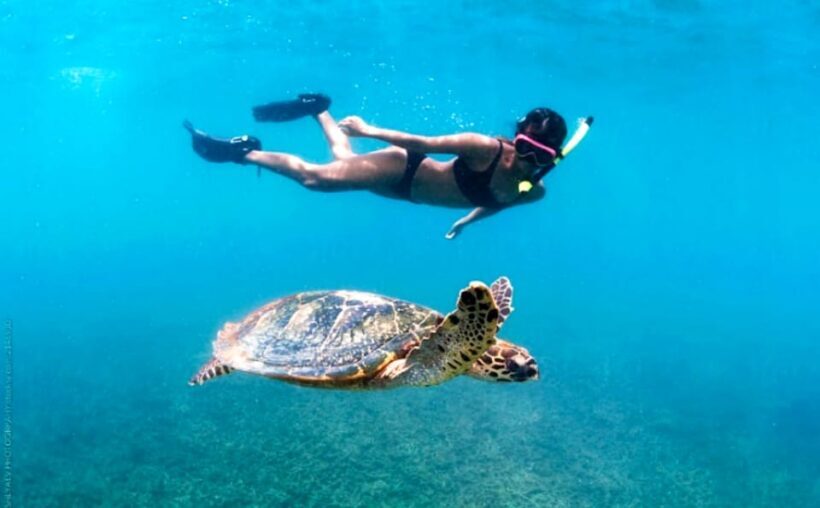 Waikiki: Turtle Snorkeling Cruise with 20ft Jumping Platform - What to Expect on the Tour