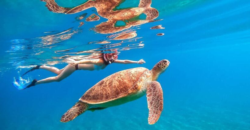 Waikiki: Turtle Snorkeling Cruise with 20ft Jumping Platform - Pricing and Overall Value