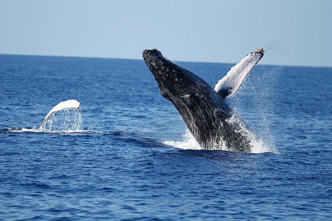 Waikiki Whale Watching Cruise with Snack & Hula Entertainment - What Could Be Better?