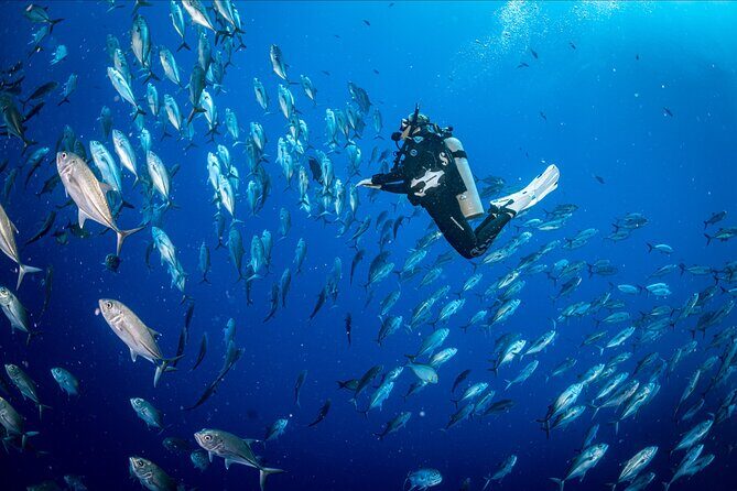 Waikikis Best Wreck And Reef Dive - Wreck Dives: Exploring Underwater Giants