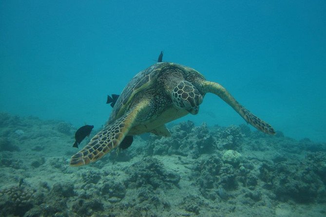 Waikoloa Catamaran Morning Snorkel Inluding Lunch - Key Activity Details and Inclusions