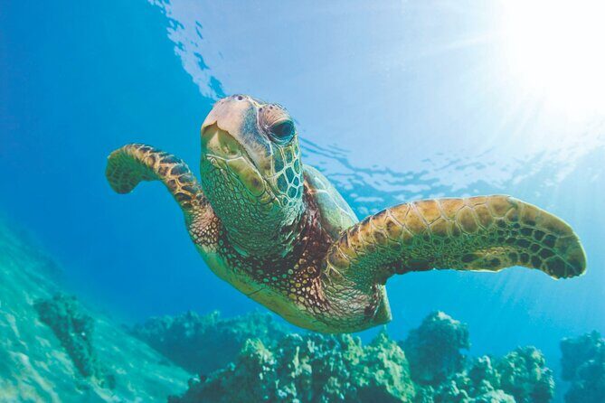 Waikoloa Turtle Catamaran Snorkel Sail - A Detailed Look at the Waikoloa Turtle Catamaran Snorkel Sail