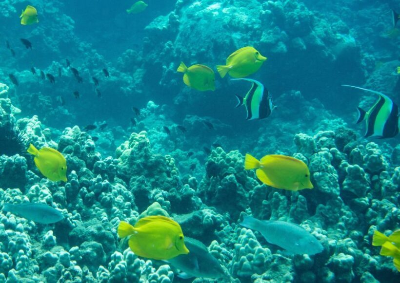 Wailea Beach: Snorkeling for Non-Swimmers Guided Tour - Key Points