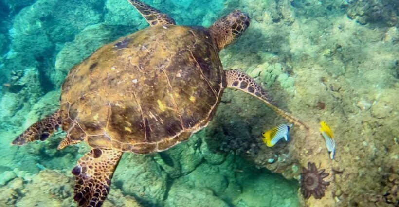 Wailea Beach: Snorkeling for Non-Swimmers Guided Tour - Venturing into Deeper Water
