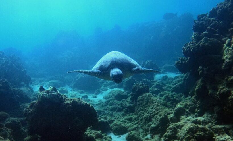 Wailea Beach: Snorkeling for Non-Swimmers Guided Tour - Marine Life Encounters