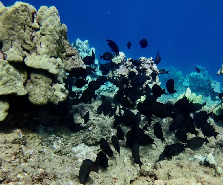 Wailea Beach: Snorkeling for Non-Swimmers Guided Tour - Duration and Timing