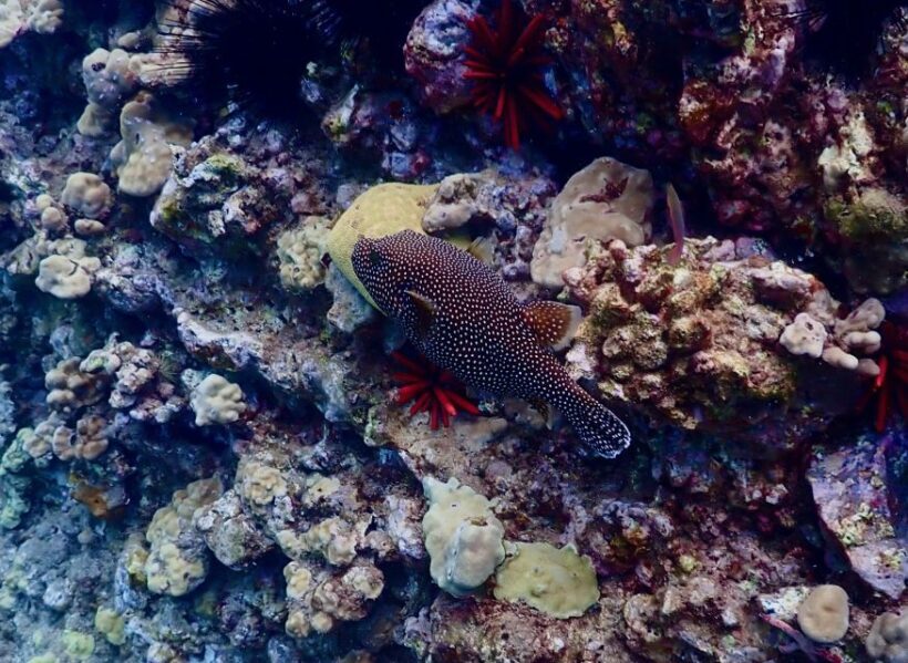 Wailea Beach: Snorkeling for Non-Swimmers Guided Tour - Who Will Love This Tour