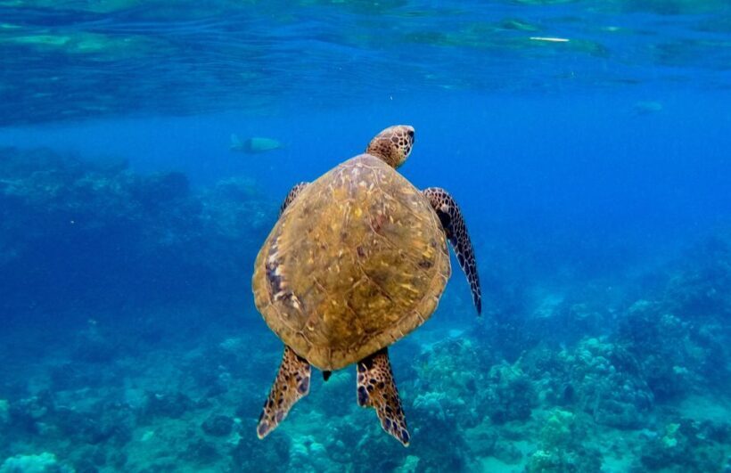 Wailea Beach: Snorkeling for Non-Swimmers Guided Tour - Pricing and Value
