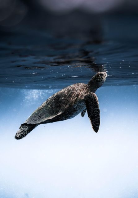 Wailea: Turtle Town Snorkeling Trip with Photo and Video - What to Expect on the Tour