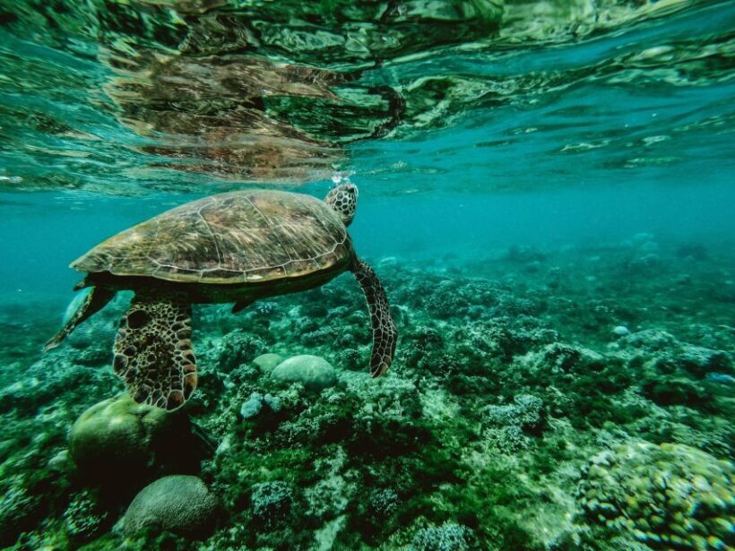 Wailea: Turtle Town Snorkeling Trip with Photo and Video - Guides and Personal Service