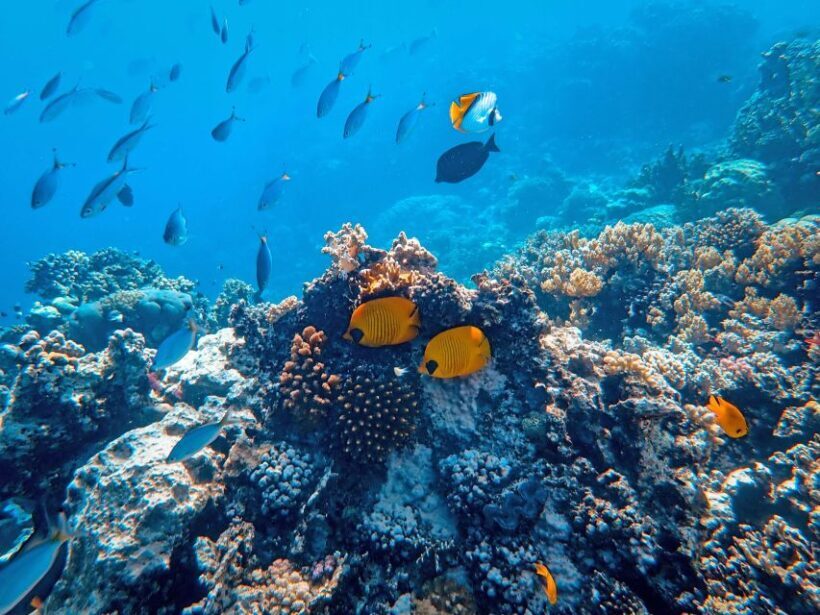 Wailea: Turtle Town Snorkeling Trip with Photo and Video - The Photos and Videos: A Major Plus