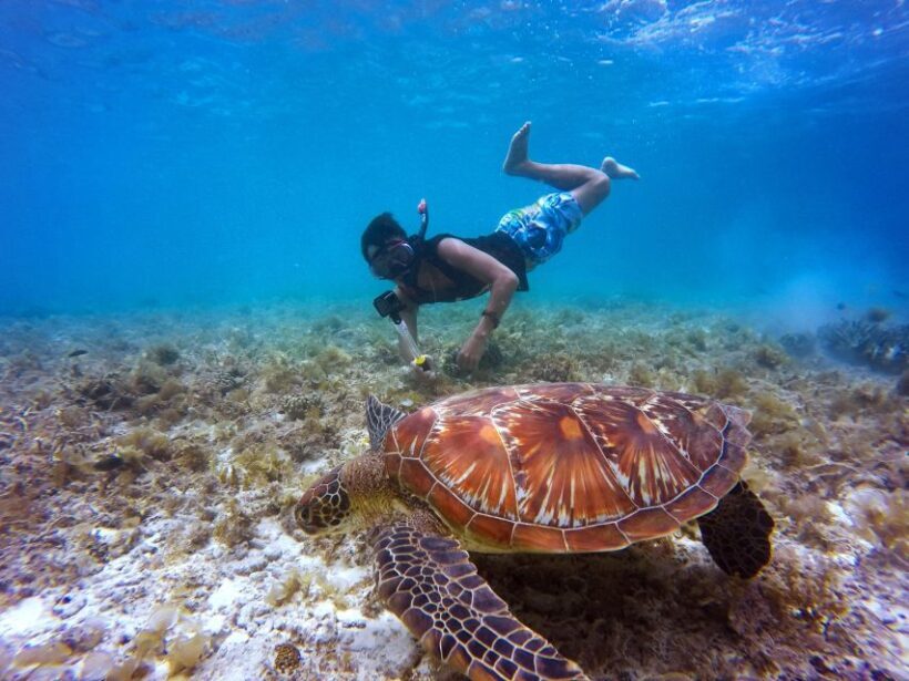 Wailea: Turtle Town Snorkeling Trip with Photo and Video - Practical Details and Value