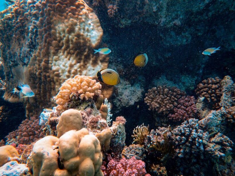 Wailea: Turtle Town Snorkeling Trip with Photo and Video - The Sum Up