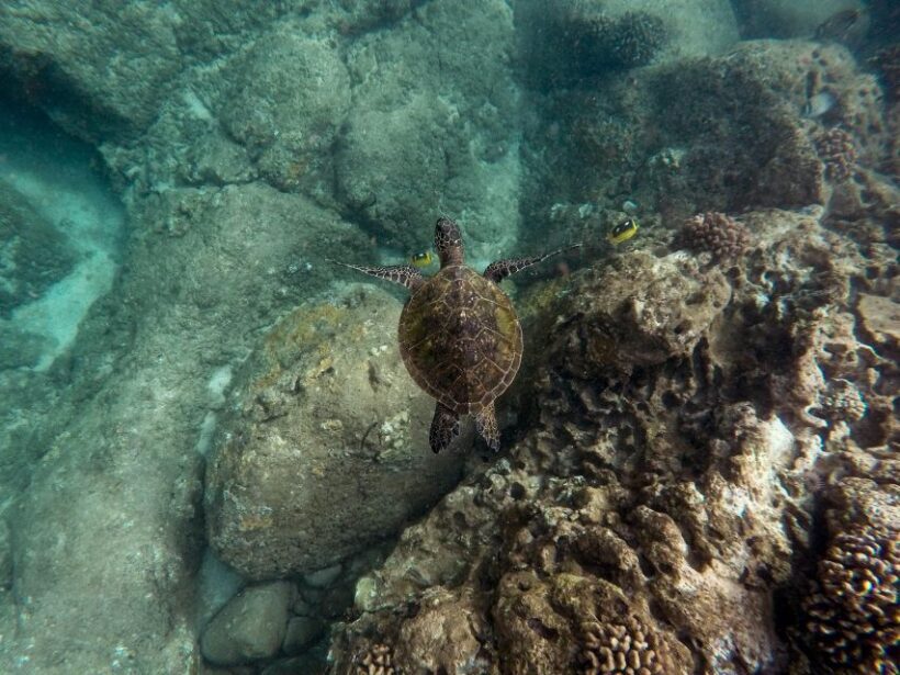 Wailea: Turtle Town Snorkeling Trip with Photo and Video - FAQ