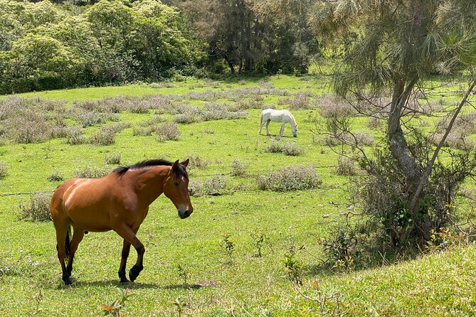 Waipi’o on Horseback: Mountain Ocean Views Working Cattle Ranch - Authenticity and Overall Experience