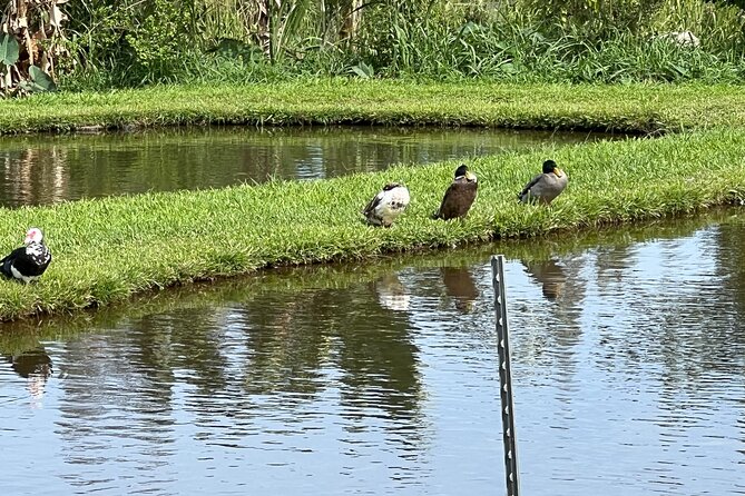 Waipi’o on Horseback: Mountain Ocean Views Working Cattle Ranch - The Sum Up