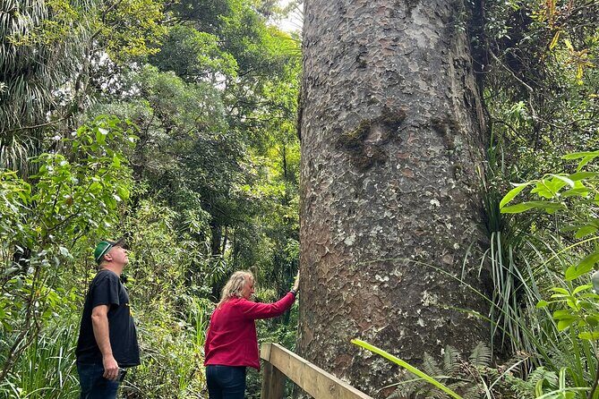 WAIPOUA FOREST Tane Mahuta & KAURI MUSEUM Day Tour from Auckland - Key Points