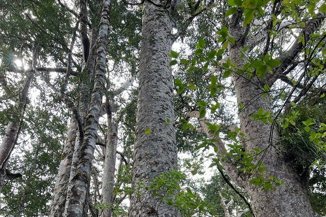 WAIPOUA FOREST Tane Mahuta & KAURI MUSEUM Day Tour from Auckland - Final Thoughts