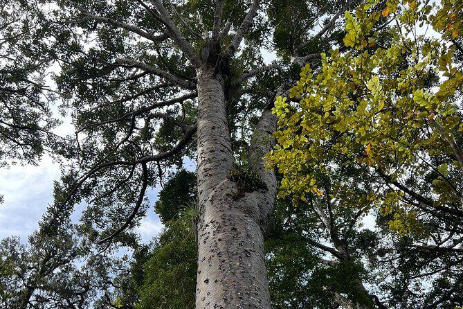 WAIPOUA FOREST Tane Mahuta & KAURI MUSEUM Day Tour from Auckland - FAQs