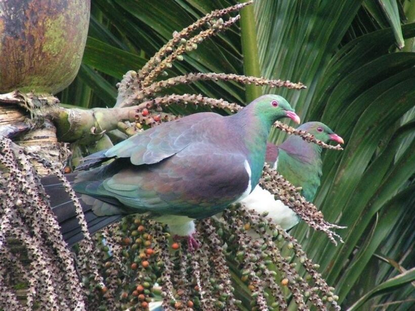 Waitakere Ranges Wilderness Experience Tour from Auckland - FAQs