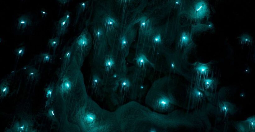 Waitangi: Kawiti Glow Worm Cave & Opua Kauri Forest Walk - Key Points