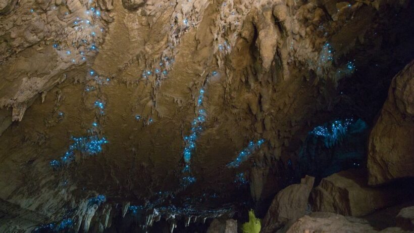 Waitangi: Kawiti Glow Worm Cave & Opua Kauri Forest Walk - Introduction: A Tour for Curious Travelers