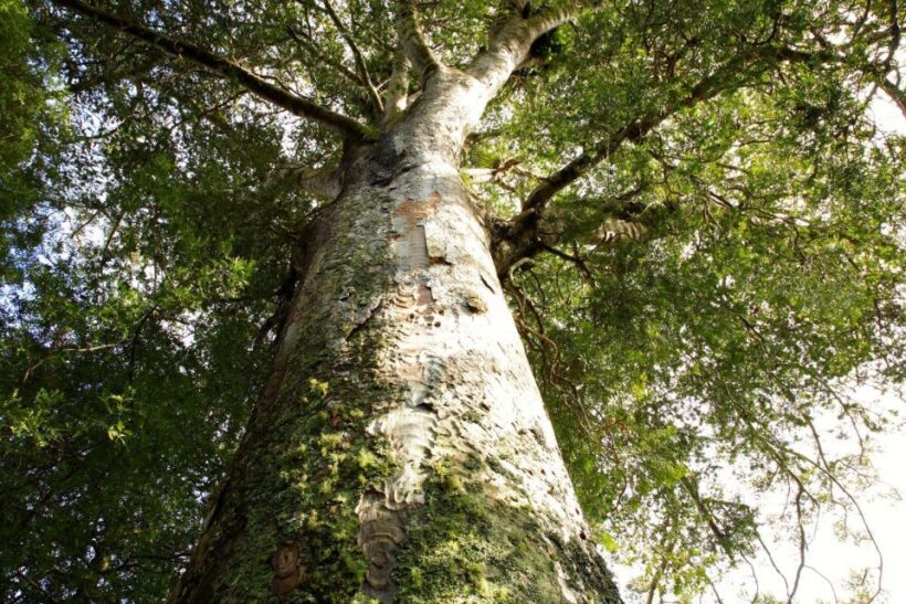 Waitangi: Kawiti Glow Worm Cave & Opua Kauri Forest Walk - Authentic Experiences and Guest Feedback