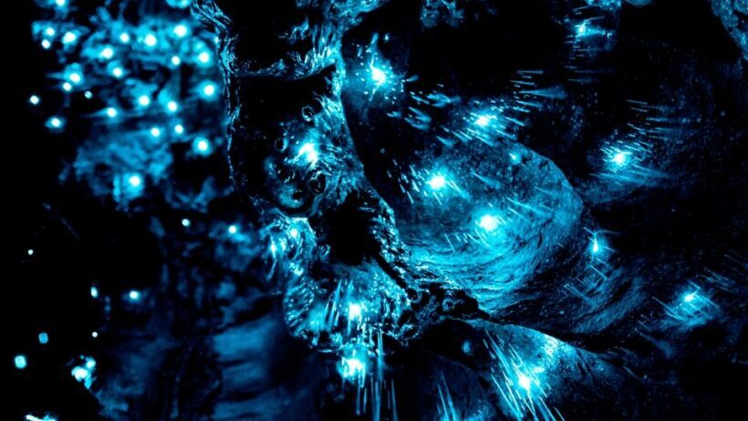 Waitangi: Kawiti Glow Worm Cave & Opua Kauri Forest Walk - Final Thoughts