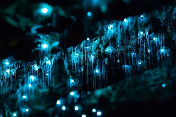Waitomo Caves Private Tour from Auckland - Key Points
