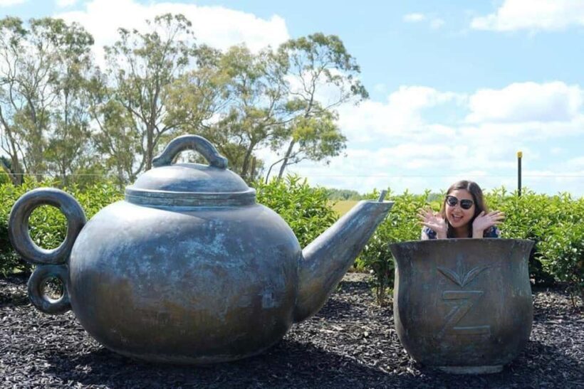 Waitomo Caves, Zealong Tea & Kiwi House Private Tour - Key Points
