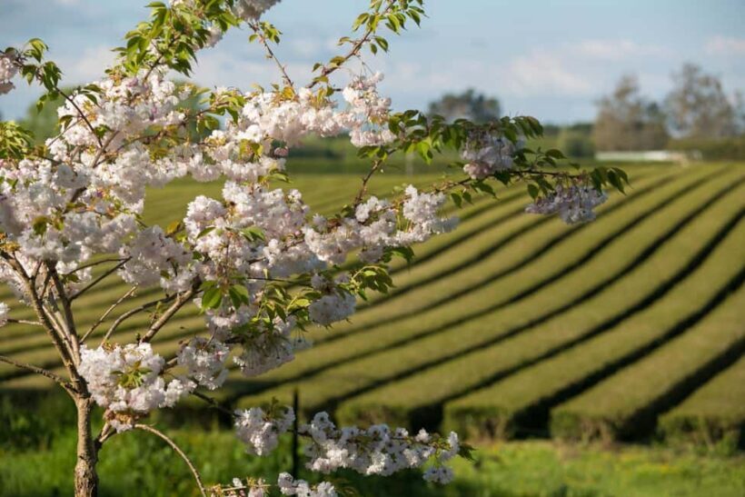 Waitomo Caves, Zealong Tea & Kiwi House Private Tour - Why This Tour Is Worth It