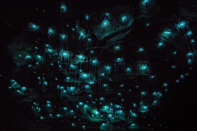 Waitomo Glow Worm Caves & Te Puia (Rotorua) Private Tour - An In-Depth Look at the Tour Experience