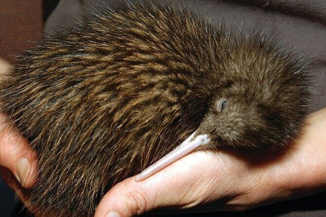 Waitomo Glow Worm Caves & Te Puia - Rotorua's Geothermal Valley - Frequently Asked Questions