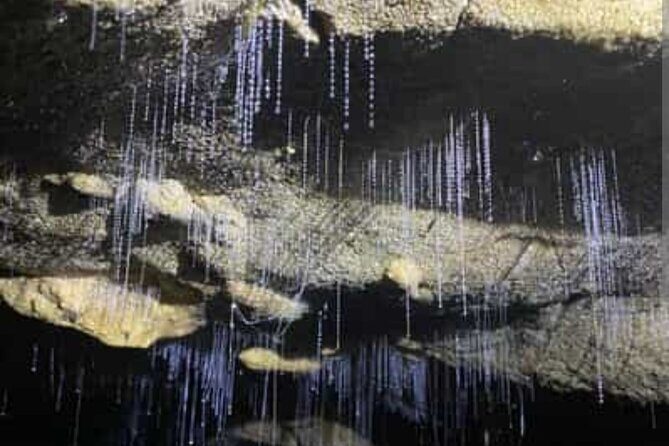 Waitomo Glowworm Caves and Ruakuri Cave - Key Points