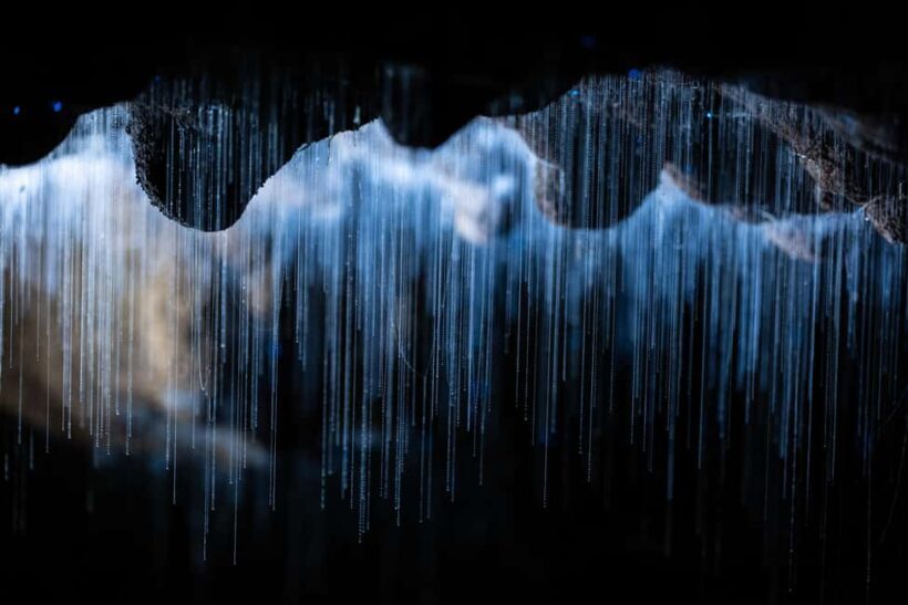 WAITOMO GLOWWORM & RUAKURI CAVES-PRIVATE TOUR FROM AUCKLAND - A Cultural & Natural Break at Otorohanga