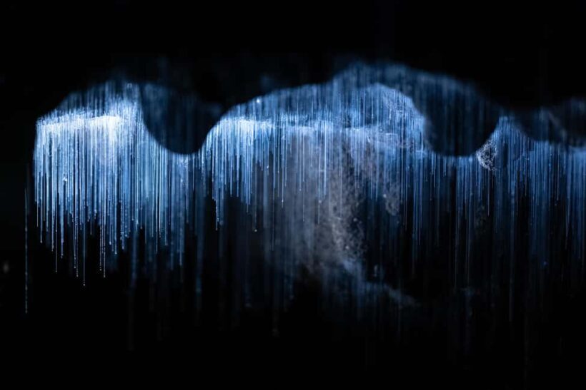 WAITOMO GLOWWORM & RUAKURI CAVES-PRIVATE TOUR FROM AUCKLAND - Scenic Stopover & Return to Auckland